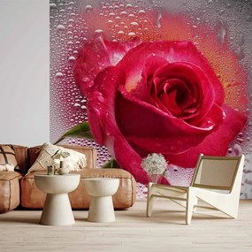 Fototapeta Růže - portrét jedné růžové květiny na skle s kapkami vody