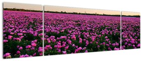 Obraz - Louka fialových tulipánů (170x50 cm)