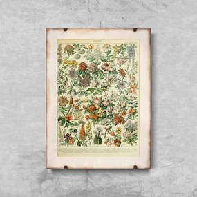 Retro plakát Adolphe Millot květiny