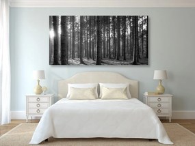 Obraz ráno v lese v černobílém provedení Varianta: 100x50