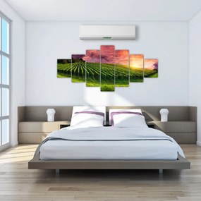 Obraz vinohradu s barevným nebem (210x100 cm)