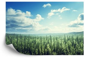 Fototapeta Forest Stromy Nebe Omyvatelný vlies 180x120