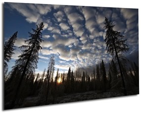 Obraz sníh v lese Rozměr: 60 x 40 cm