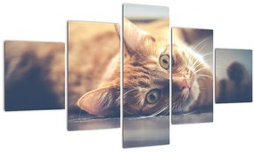 Obraz kočky na podlaze (125x70 cm)