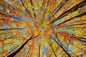 Samolepící fototapeta podzimní koruny stromů - 225x150 cm