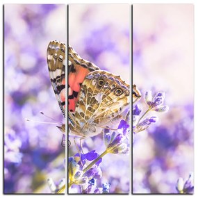 Obraz na plátně - Motýl na levandule - čtverec 3221B (75x75 cm)
