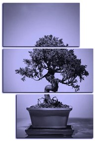 Obraz na plátně - Bonsai - obdélník 7244VD (105x70 cm)