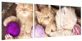 Obraz spících koťat (90x30 cm)