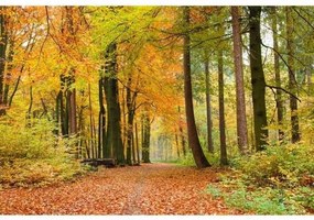 DIMEX | Samolepicí vliesová fototapeta na zeď Podzimní les MA-5-0099 | 375 x 250 cm | zelená, oranžová, hnědá