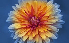 Vícedílný obraz Chryzantéma Květina Zblízka 3D Nedostatek Nedostatek Přírodní plátno 240x150