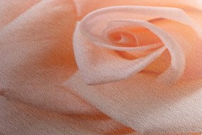Obraz broskvová růže Varianta: 100x50