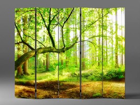 Liox Paraván les v paprscích slunce Rozměr: 225 x 180 cm