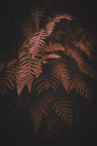 Umělecká fotografie brown  fern leaves in autumn season, Cavan Images, (26.7 x 40 cm)