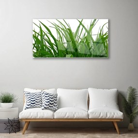 Plexisklo-obraz Tráva Rostlina Příroda 100x50 cm