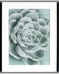 Obraz Succulents I 40x50xcm