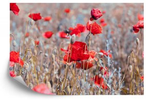 Fototapeta Poppies Meadow Vintage Omyvatelný vlies 180x120