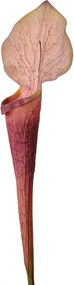 Dekorace umělá rostlina sarracenia purpurea - 6*5*75 cm