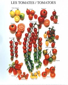 Postershop Obrazová reprodukce : Tomatoes - 24x30cm