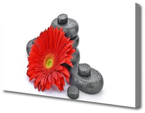 Obraz na plátně Květiny Gerbery Kameny Zen 100x50 cm