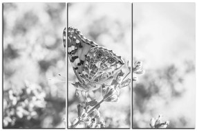 Obraz na plátně - Motýl na levandule 1221QB (105x70 cm)