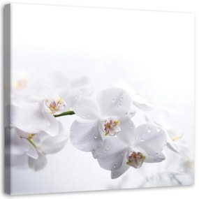 Obraz na plátně Bílá orchidej Příroda - 50x50 cm