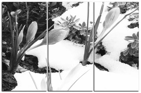Obraz na plátně - Časné jarní květiny 1242QB (135x90 cm)