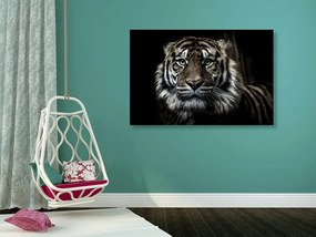 Obraz tygr