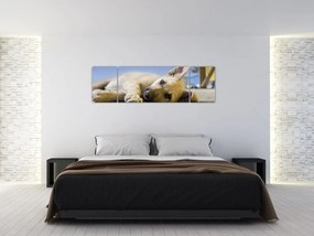 Obraz ležícího štěněte (170x50 cm)