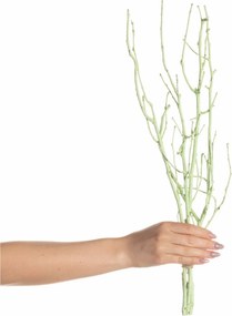Lísková větev 50cm light green