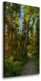 Wallmuralia Vertikální Foto obraz na plátně Stezka v lese 50x100