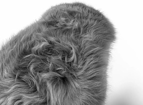 Islandská jehněčí kůže, šedá, barvená, dlouhý chlup, velikost II Dlouhý chlup 10-20 cm II - 100-110 cm