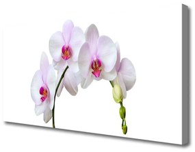 Obraz na plátně Vstavač Orchidej Květiny 100x50 cm