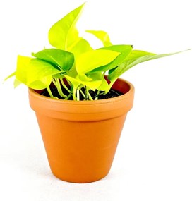 Pokojová rostlina Epipremnum Neon (Golden Potos), průměr 12 cm