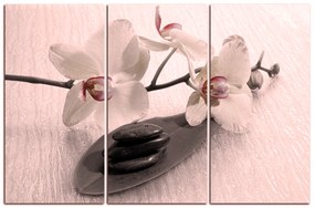 Obraz na plátně - Květy orchideje 162FB (90x60 cm  )