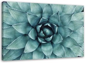 Obraz na plátně Aloe Vera Rostlina Květina - 90x60 cm