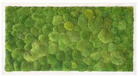 WOODILO Mechový obraz 210 | kopečkový mech | světle zelená Rozměr obrazu: 80x80 cm, Barva rámu: Bílá, Síla rámu (pohledová): 3,7 cm