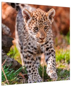 Obraz malého geparda (50x50 cm)