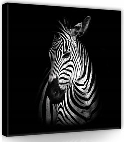 Obraz 80x80 Zebra černobílý portrét divoká příroda pruhy monochrom