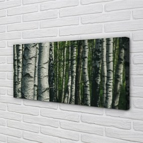 Obrazy na plátně březového lesa 140x70 cm