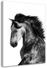 Obraz na plátně Kůň Zvířata Galloping - 70x100 cm