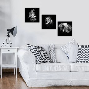 Postershop Obraz na plátně: Černobílá zvířata (1) - set 3ks 25x25cm