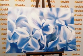 Obraz květiny hortenzie v modrobílém nádechu