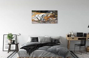 Obrazy na plátně ležící tygr 100x50 cm