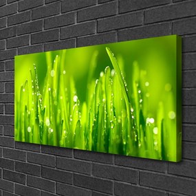 Obraz na plátně Zelená Tráva Kapky Rosy 125x50 cm