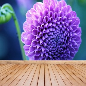 Fototapeta fialová dahlia 104x70