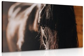 Obraz majestátní kůň Varianta: 120x80