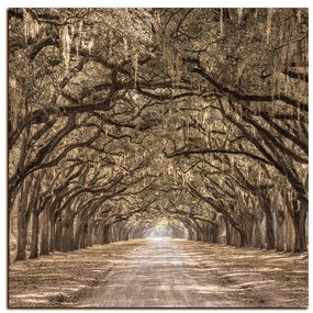 Obraz na plátně - Historické dubové stromy lemované polní cestou - čtverec 3239FA (50x50 cm)