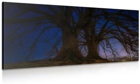 Obraz stromy v noční zemi - 120x60 cm