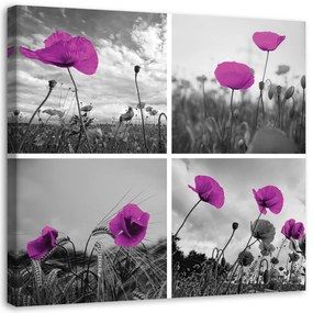 Obraz na plátně Sada fialových polních máků - 50x50 cm