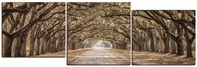 Obraz na plátně - Historické dubové stromy lemované polní cestou - panoráma 5239FE (90x30 cm)